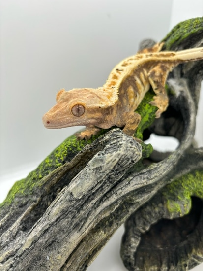 Proven Female, Gentle, Great Producer. Crested Gecko by Ruby Mountain ...