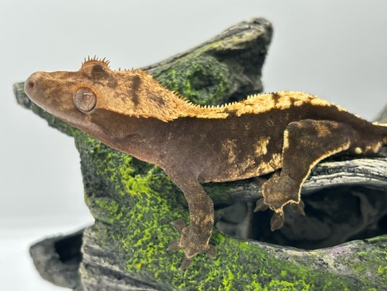 2022, Male, Dark Like Velvet Crested Gecko by Ruby Mountain Geckos
