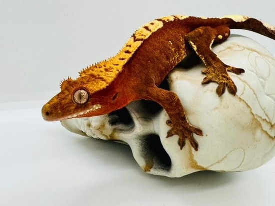 Phantom Harlequin, Red Base,Male Crested Gecko by Ruby Mountain Geckos