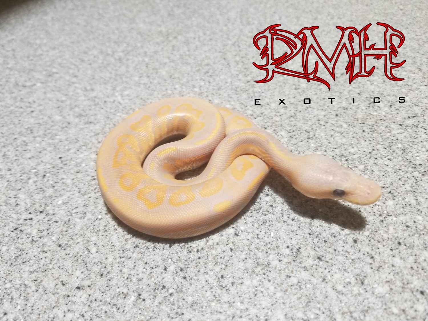 Banana Cinnamon Het Genetic Stripe Ball Python by RMH Exotics - MorphMarket