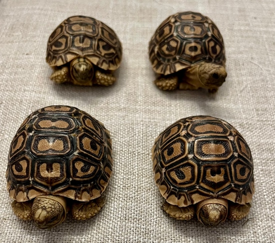 Baby Leopard Tortoises 2025 by RMM Reptiles