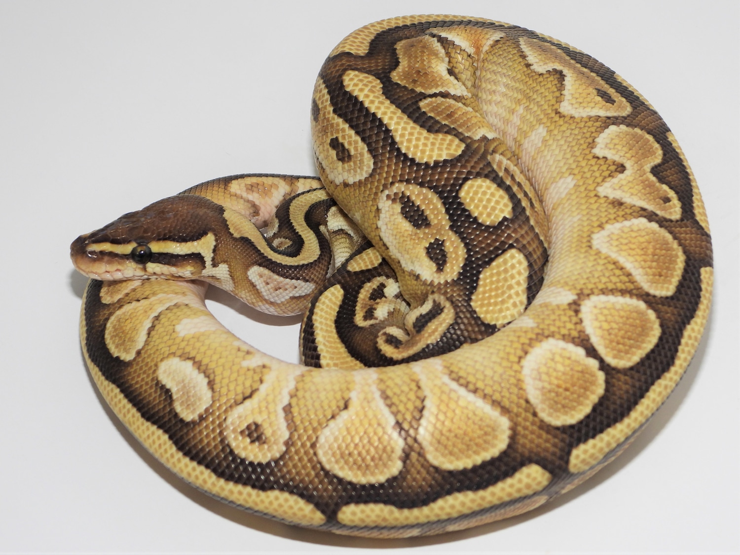 Lesser Ball Python by Rocky Mountain Royal Ball Pythons - MorphMarket