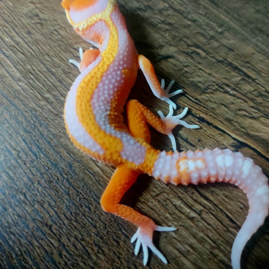 Red Diamond Leopard Gecko by RM Reptiles