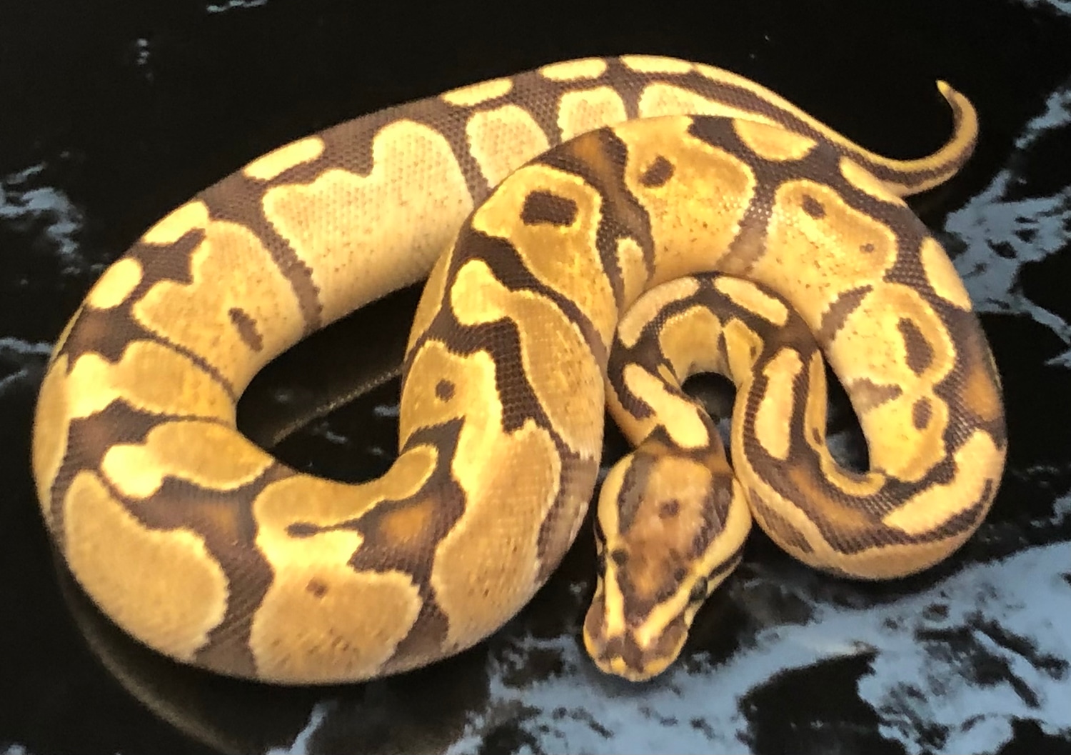 Enchi Fire Pos Het VPI Ax Ball Python by Coach's Royal Reptiles - MorphMarket