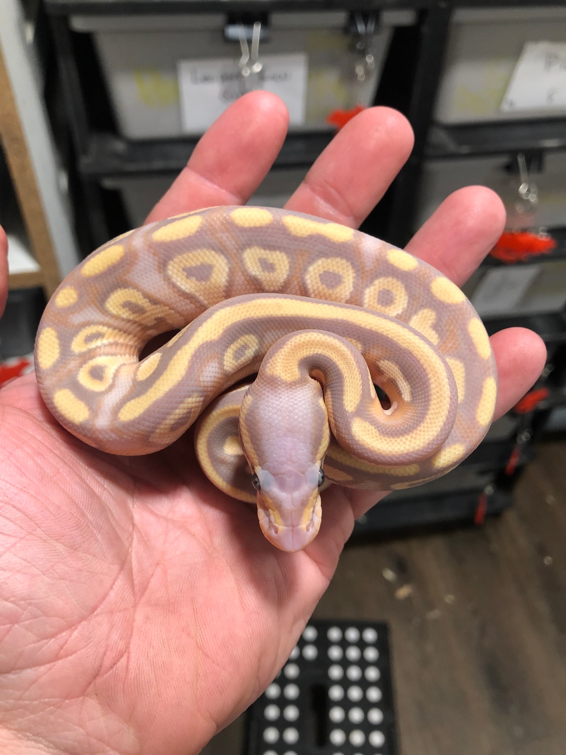 Banana Mojave Het Pied Ball Python by Nash’s Exotics - MorphMarket
