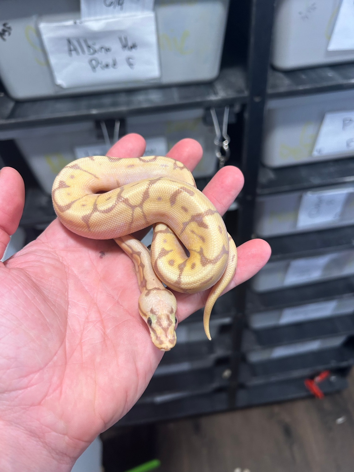 Banana Pastel Spider Het Pied Ball Python by Nash’s Exotics - MorphMarket