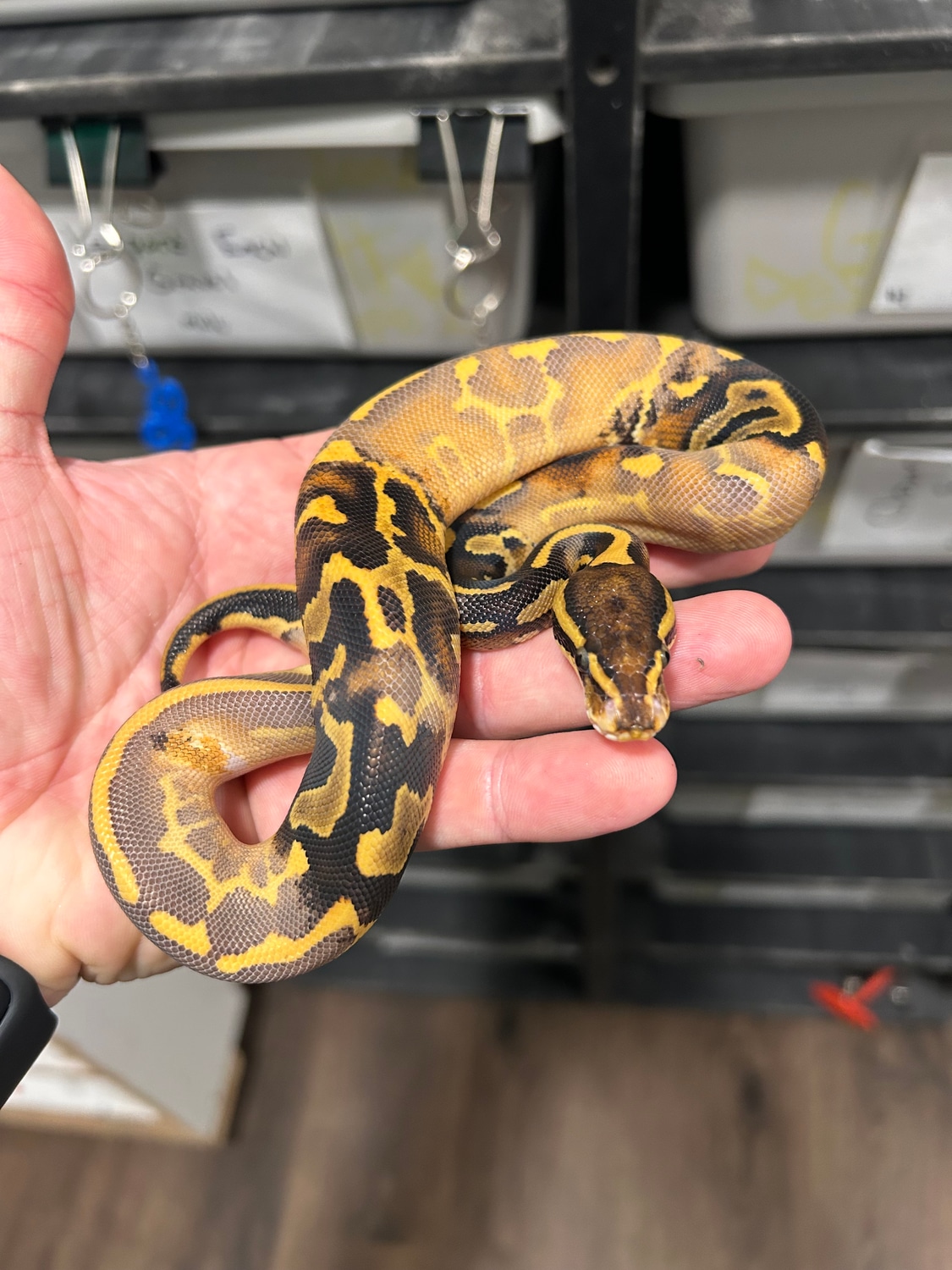Leopard Enchi Gravel/highway Paradox Ball Python by Nash’s Exotics ...