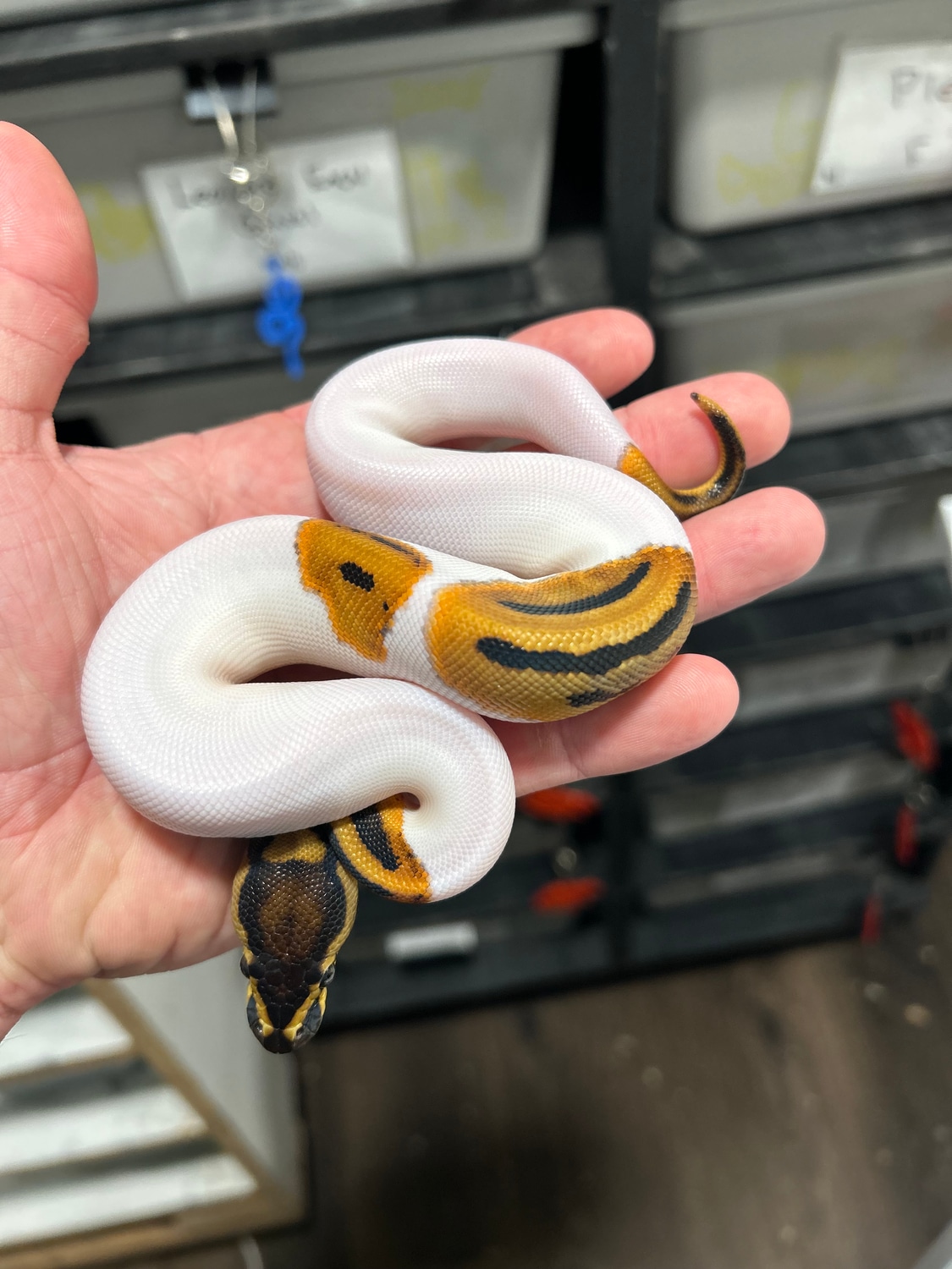 Leopard Pied Het Albino Ball Python by Nash’s Exotics - MorphMarket