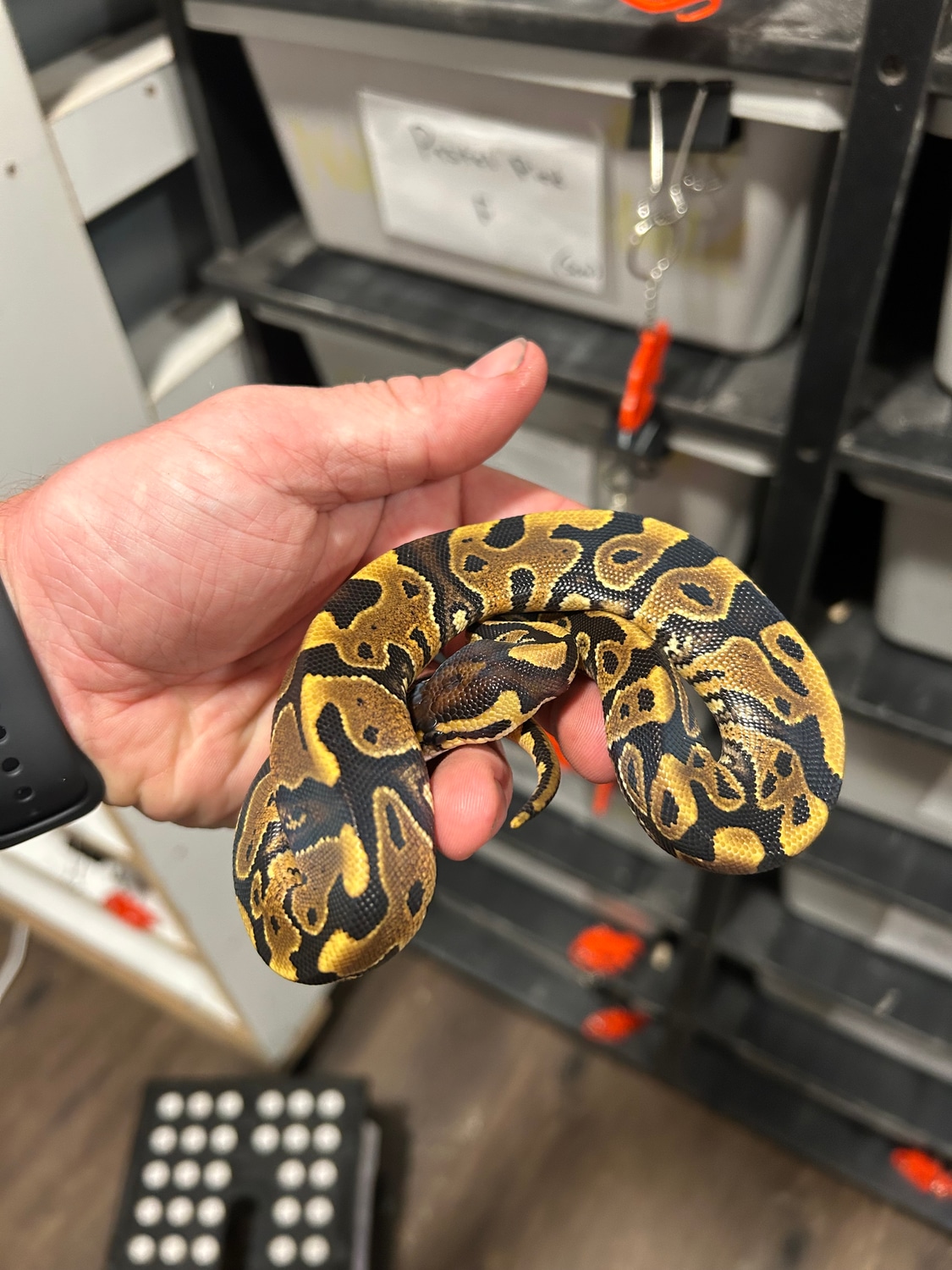 Gravel Ball Python by Nash’s Exotics - MorphMarket