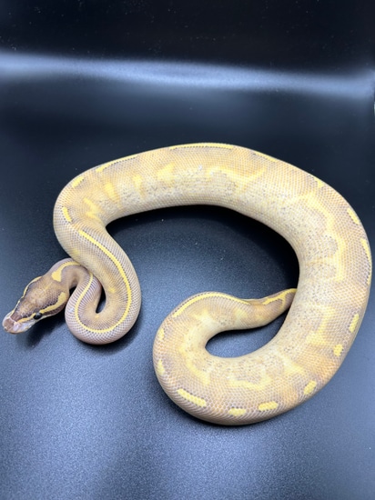 Enchi Highway Ball Python by Nash’s Exotics