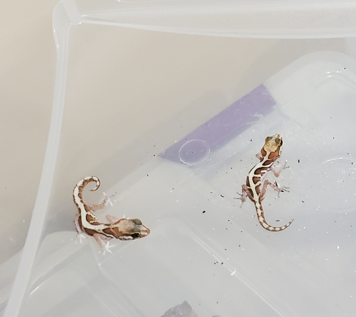 Paroedura Picta Ocelot Gecko Other Gecko by Creative Correlophus ...