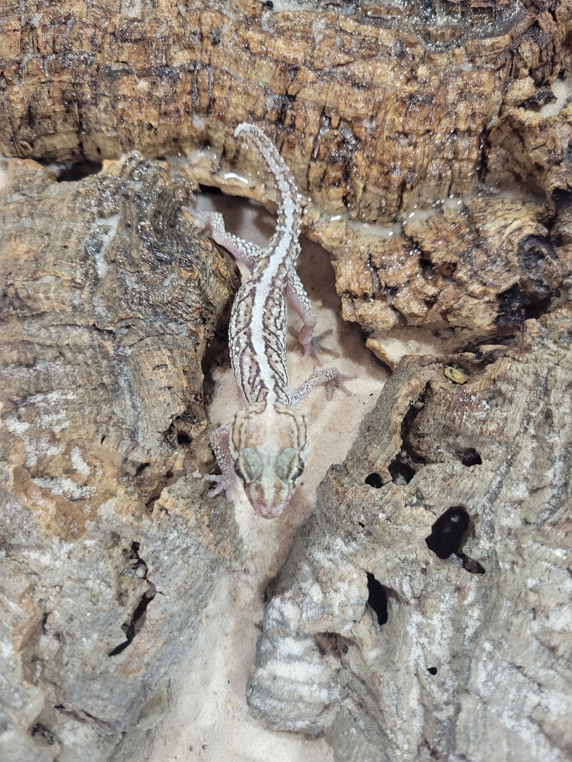Paroedura Picta Ocelot Gecko More Gecko by Creative Correlophus ...