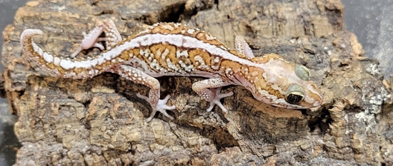 Paroedura Picta Supreme Gecko Red Line More Gecko by Creative Correlophus