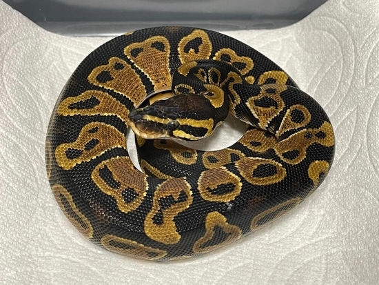 Asphalt Ball Python by Mancave Morphs