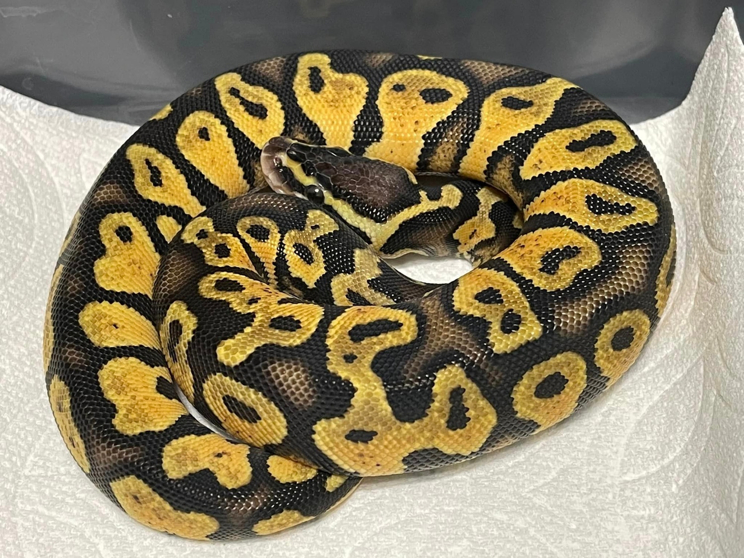 Pastel Asphalt Ball Python by Mancave Morphs - MorphMarket