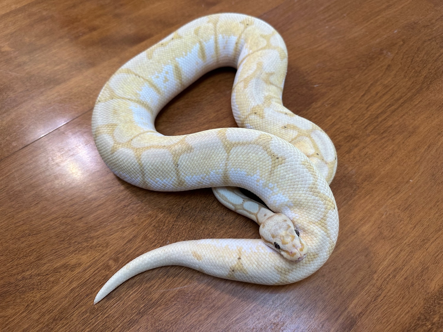 Banana Spider Ball Python by Mancave Morphs - MorphMarket