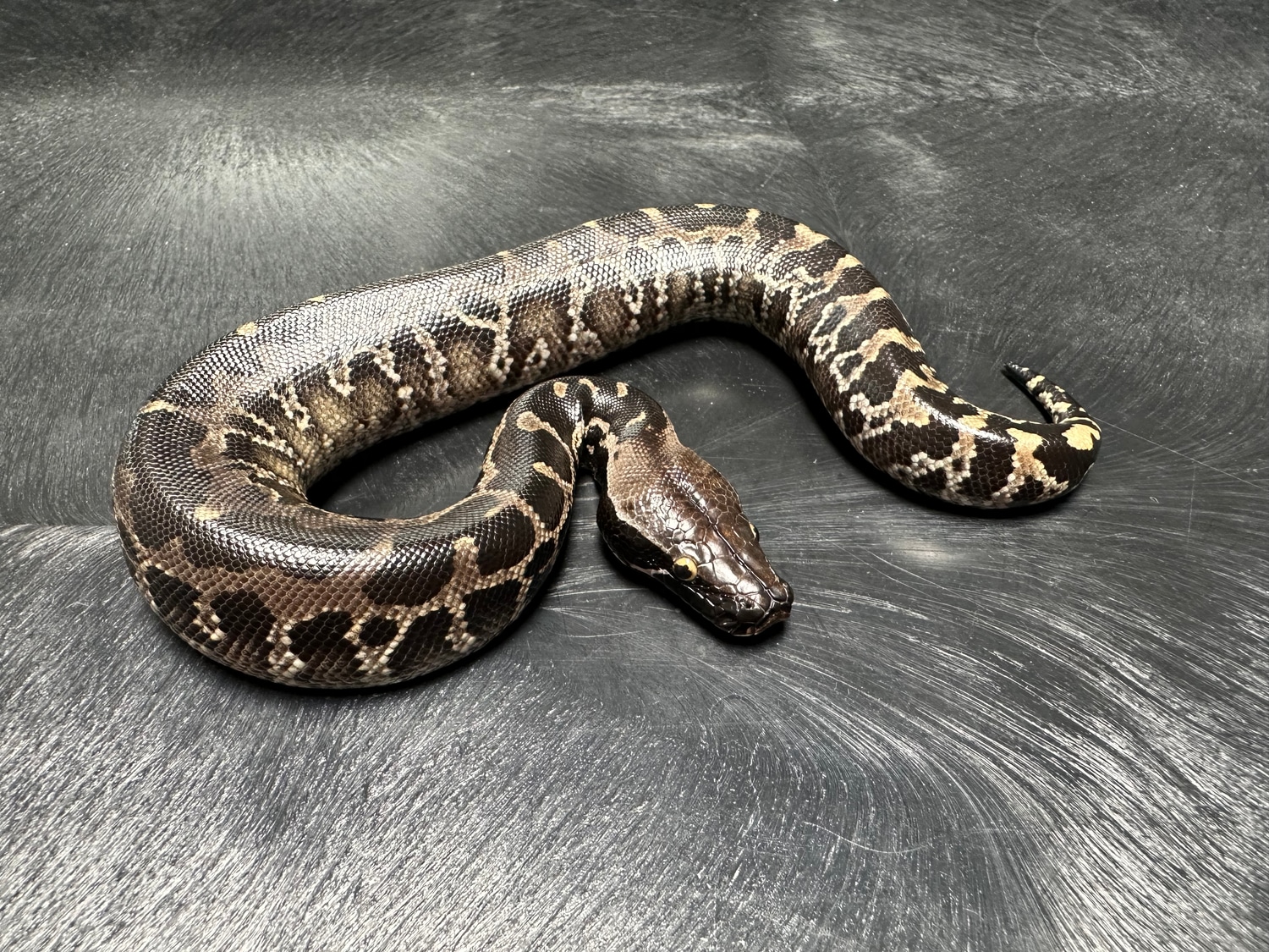 Sumatran Short-tailed Python by Mancave Morphs - MorphMarket