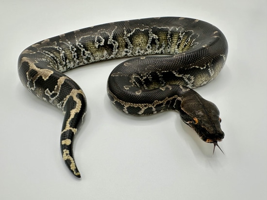 Sumatran Short Tail Sumatran Short-Tailed Python by Mancave Morphs