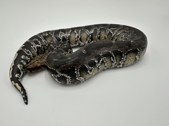 Sumatran Short Tail Sumatran Short-Tailed Python by Mancave Morphs