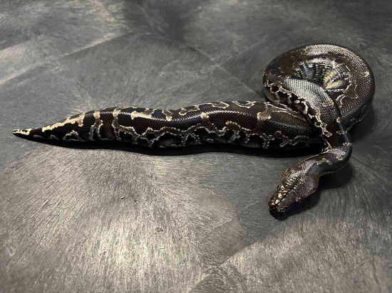 Sumatran Short Tail Python Sumatran Short-Tailed Python by Mancave Morphs
