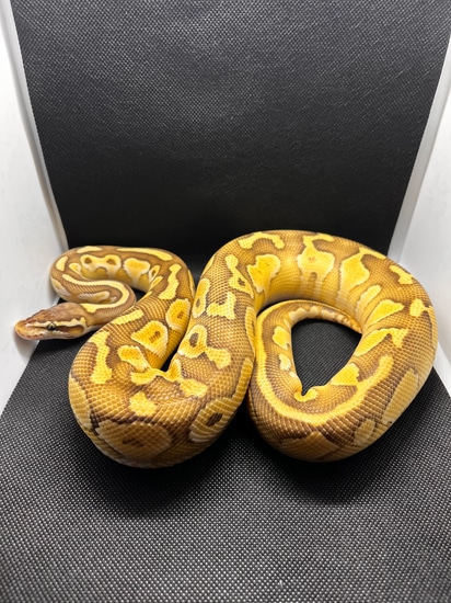 Pastel Lesser DH Puzzle Sunset Ball Python by RO’s Reptiles