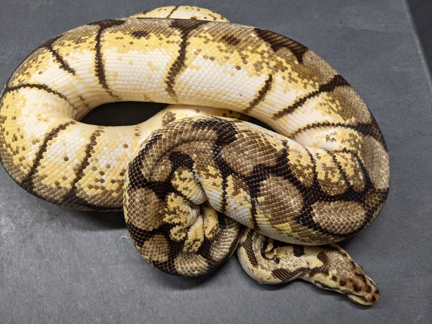 BumbleBelly Ball Python by AFS Reptiles - MorphMarket