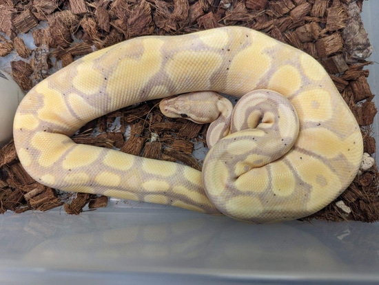 Banana Het Desert Ghost Ball Python by AFS Reptiles