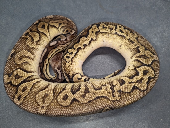 Pewter Het Desert Ghost Ball Python by AFS Reptiles