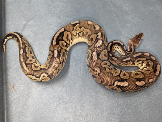 Pewter Het Desert Ghost Ball Python by AFS Reptiles
