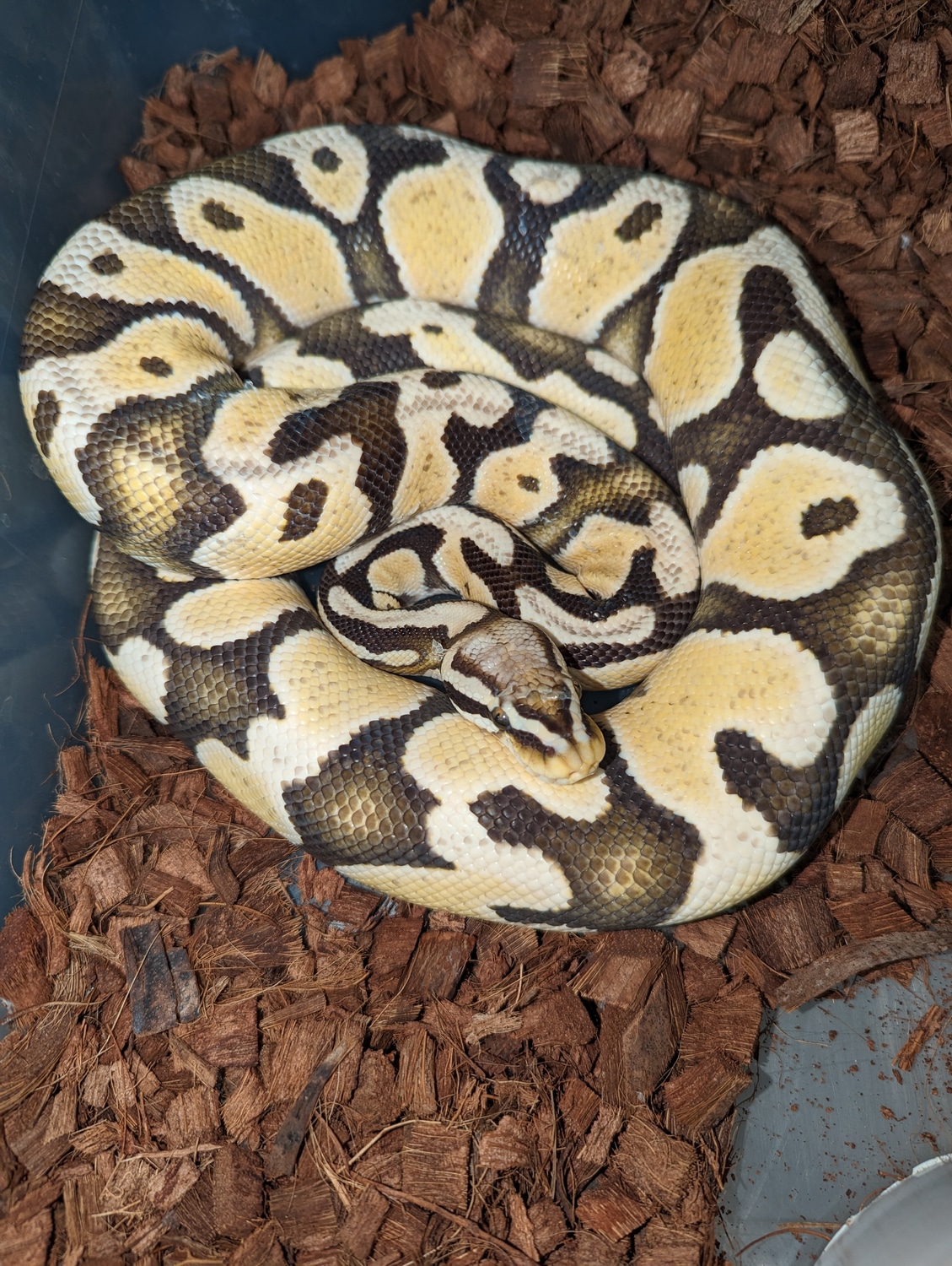 Pastel Desert Ghost Ball Python by AFS Reptiles - MorphMarket