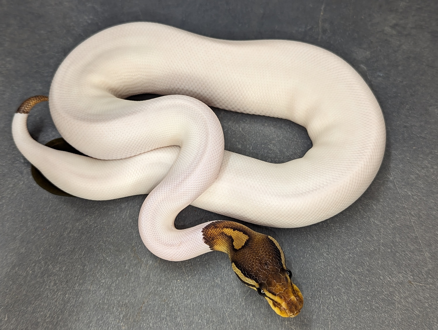 Black Pastel Pied Het Albino Ball Python by AFS Reptiles - MorphMarket