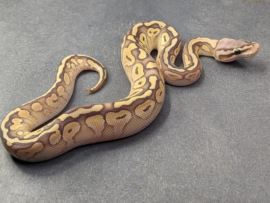Hypo Pastel Lesser Het Clown Ball Python by AFS Reptiles