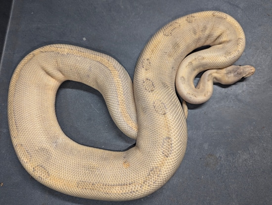 Champagne Hypo Ball Python by AFS Reptiles