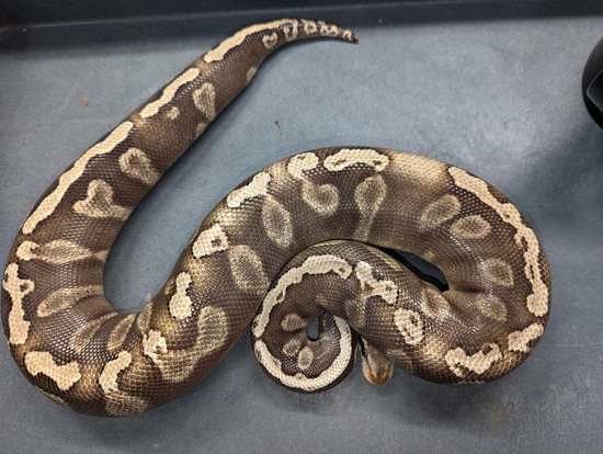 GHI Mojave Pastel Dbl Het Clown Hypo Ball Python by AFS Reptiles