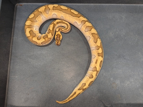 Enchi Butter YB Crypton Het DG Ball Python by AFS Reptiles