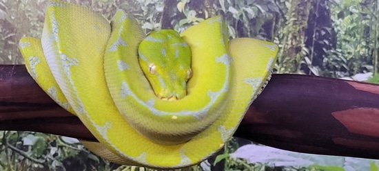 Pure Sorong Green Tree Python by RoadSpawn Exotics