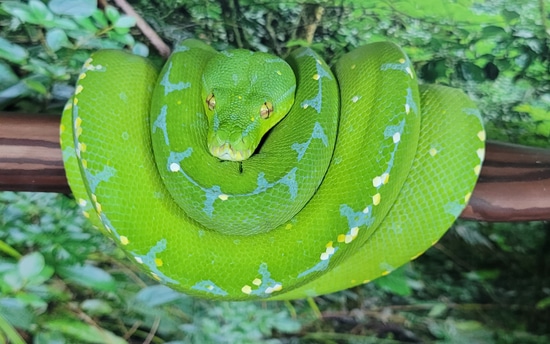 LTC Batanta Green Tree Python by RoadSpawn Exotics