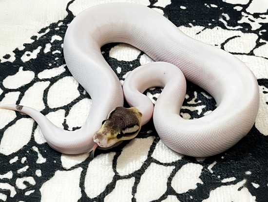 Pewter Pied Poss. Sandblast Ball Python by Rim Country Reptiles