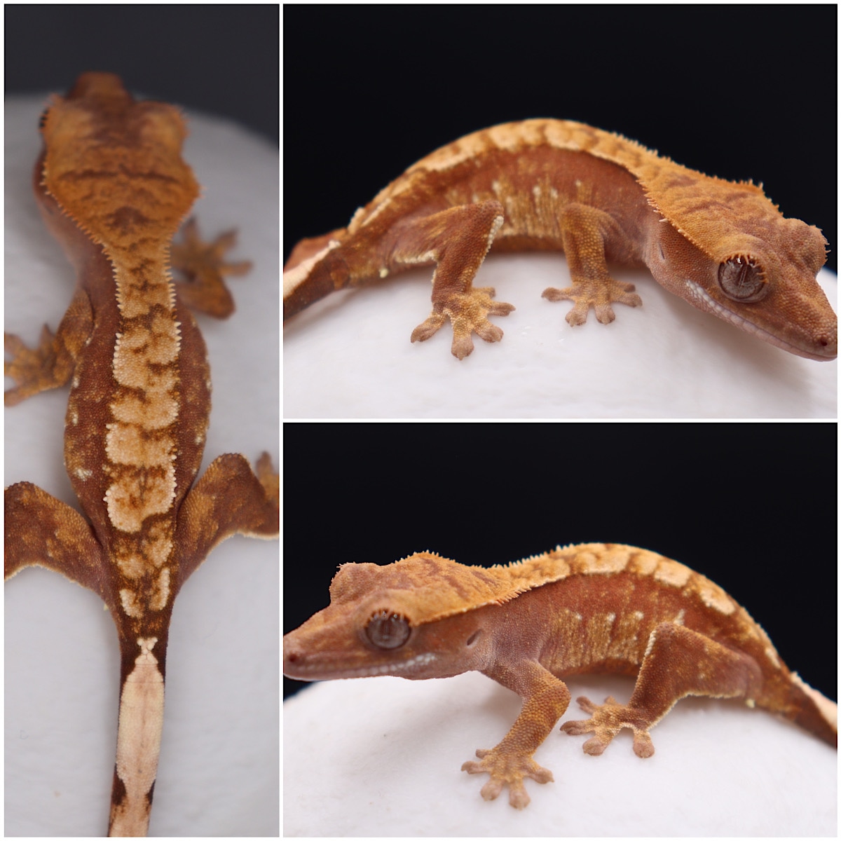 Flame Crested Gecko by Roaring Rhacs - MorphMarket