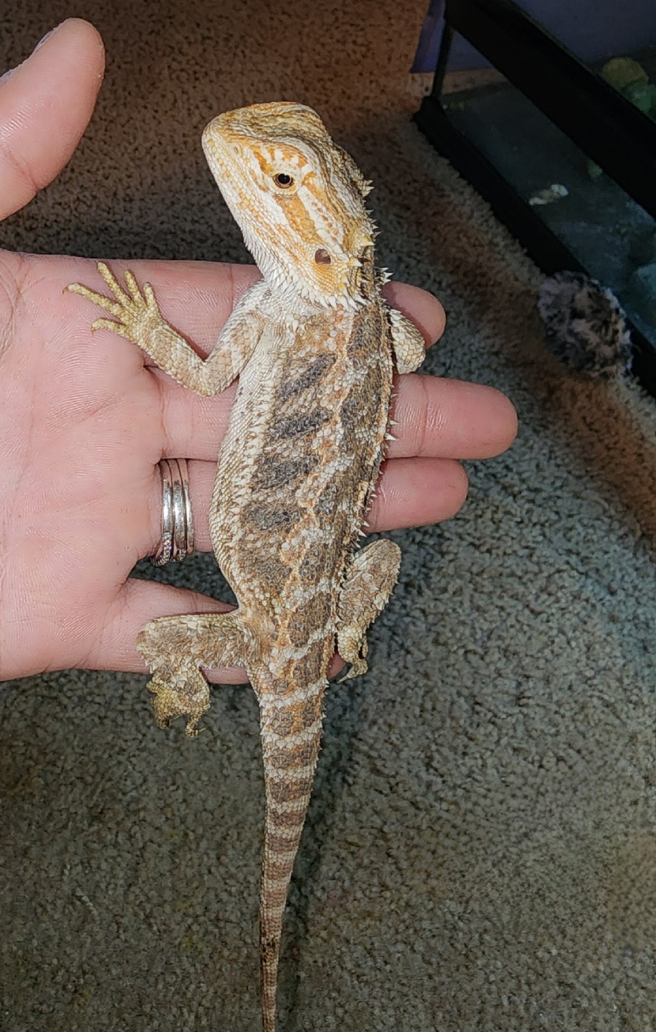 Blue Bar Central Bearded Dragon by Roarks Reptiles - MorphMarket