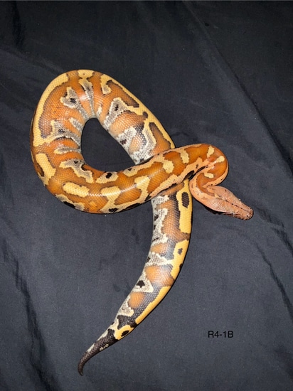 Normal Poss T Blood Python by LoneStar Geckos & Isopods