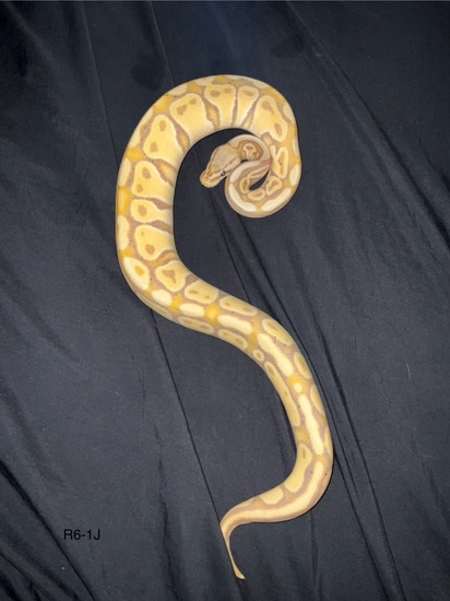 Banana Pastel Red Stripe Het Clown G-Stripe Ball Python by Roarks Reptiles