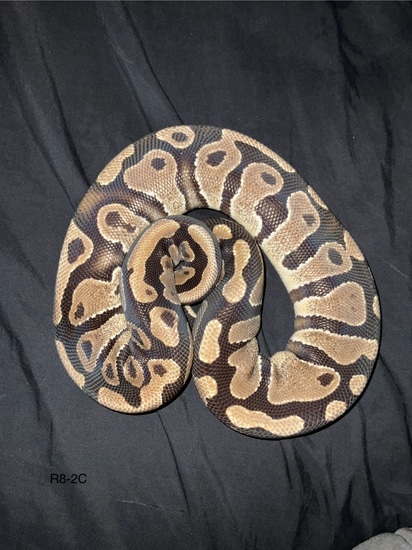Scaleless Head Fire Ball Python by LoneStar Geckos & Isopods