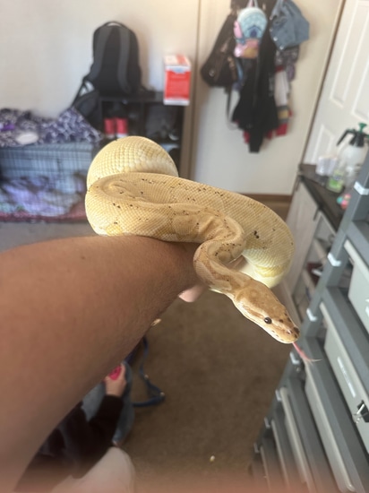 Banana Possibly Gravid Ball Python by LoneStar Geckos & Isopods