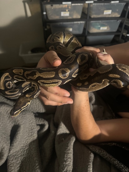 Volta Ball Python By Roarks Reptiles