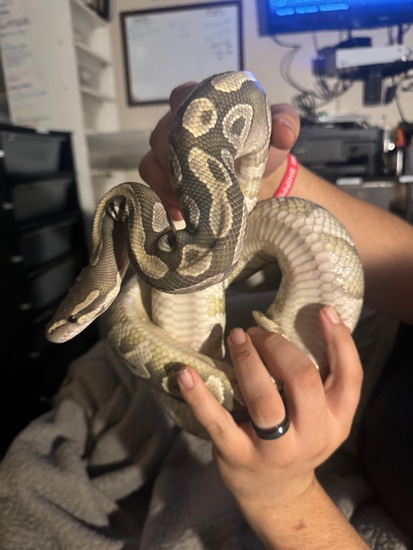 Green Ghost Ball Python by LoneStar Geckos & Isopods