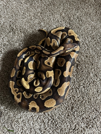 Fire Ball Python by LoneStar Geckos & Isopods