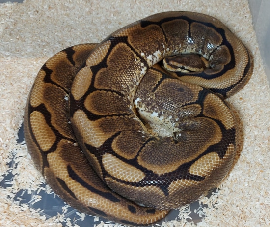 Spider Ball Python by Midnight Pythons
