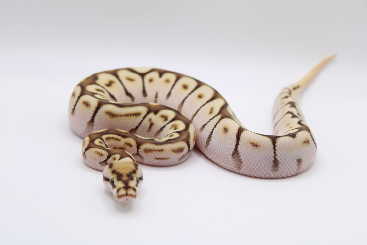Orange Dream Butter Spider Pos Enchi Pos Het Pied Ball Python by Midnight Pythons - MorphMarket