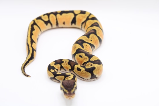 Orange Dream Fire Enchi Pos Yellowbelly Pos Het Pied Ball Python by Midnight Pythons